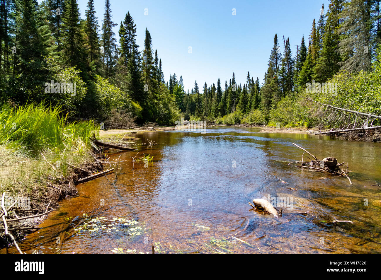 The canadian forest hi-res stock photography and images - Alamy