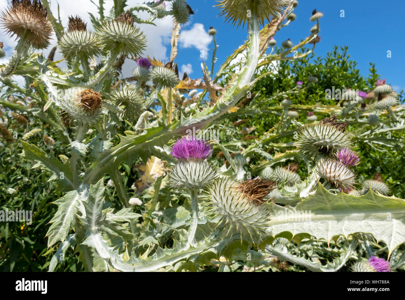Close up of purple cotton thistle flowers flower flowering in summer ...