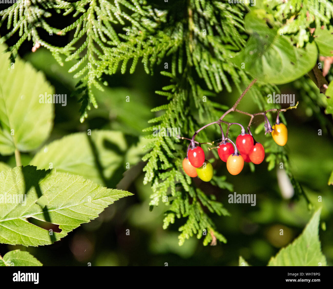 Fall colored berries in Canadian forest Stock Photo - Alamy