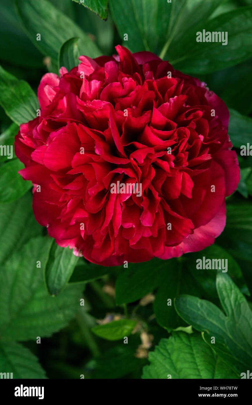 Deep red peony flower hi-res stock photography and images - Alamy
