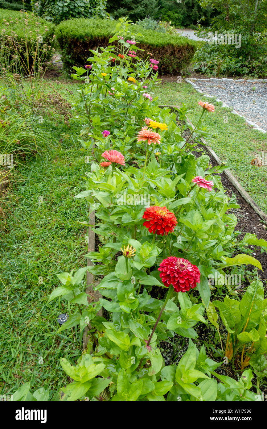 California giant zinnia elegans hi-res stock photography and images - Alamy