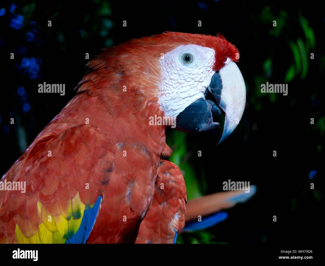Side view macaw hi-res stock photography and images - Alamy