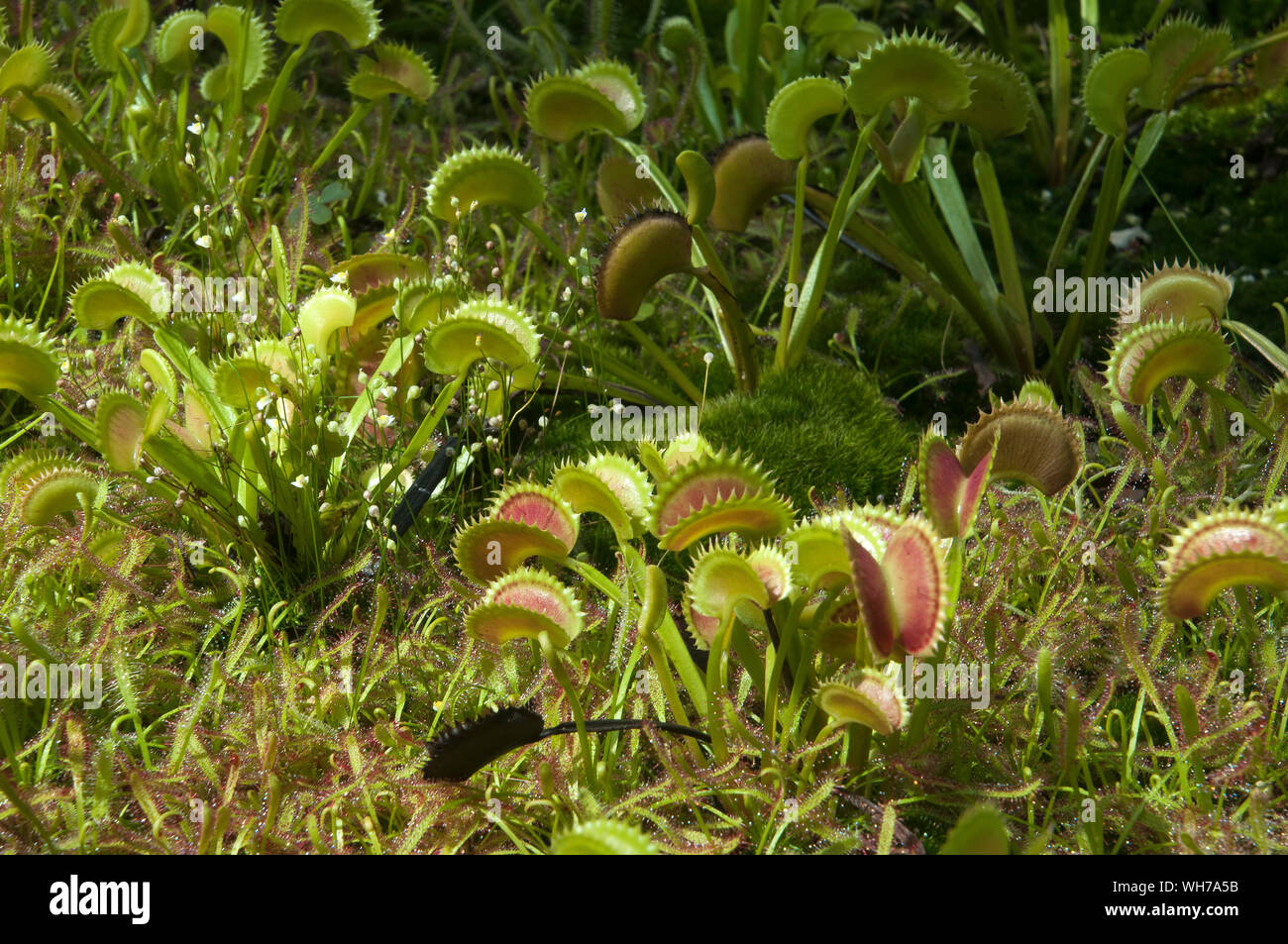 Sydney Australia, Venus flytrap's among sundew plants plants Stock ...