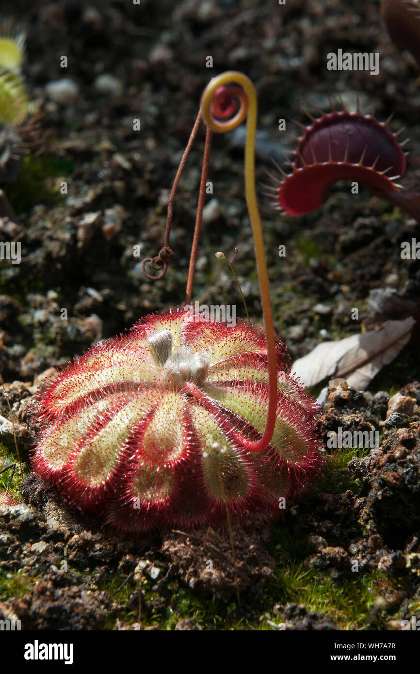 Floating sundew hi-res stock photography and images - Alamy