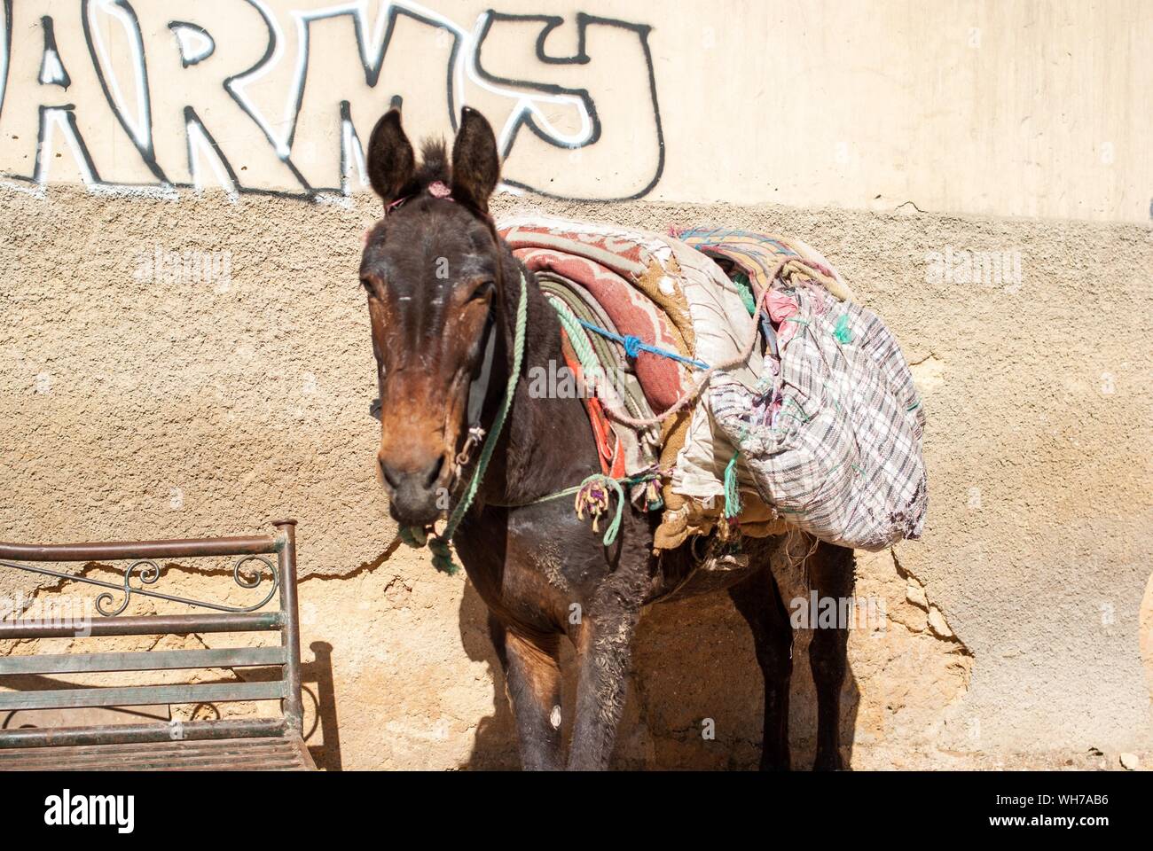 Load animal hi-res stock photography and images - Alamy