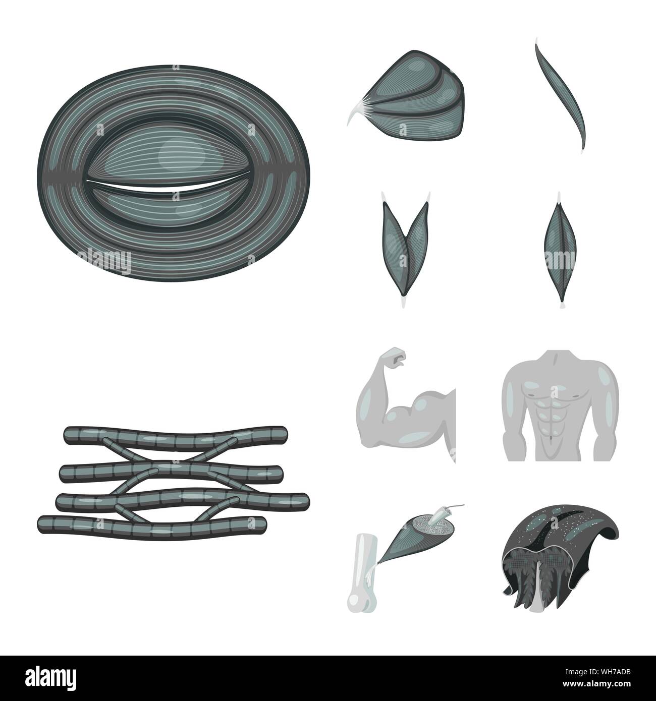 Isolated object of human and body icon. Collection of human and cells ...