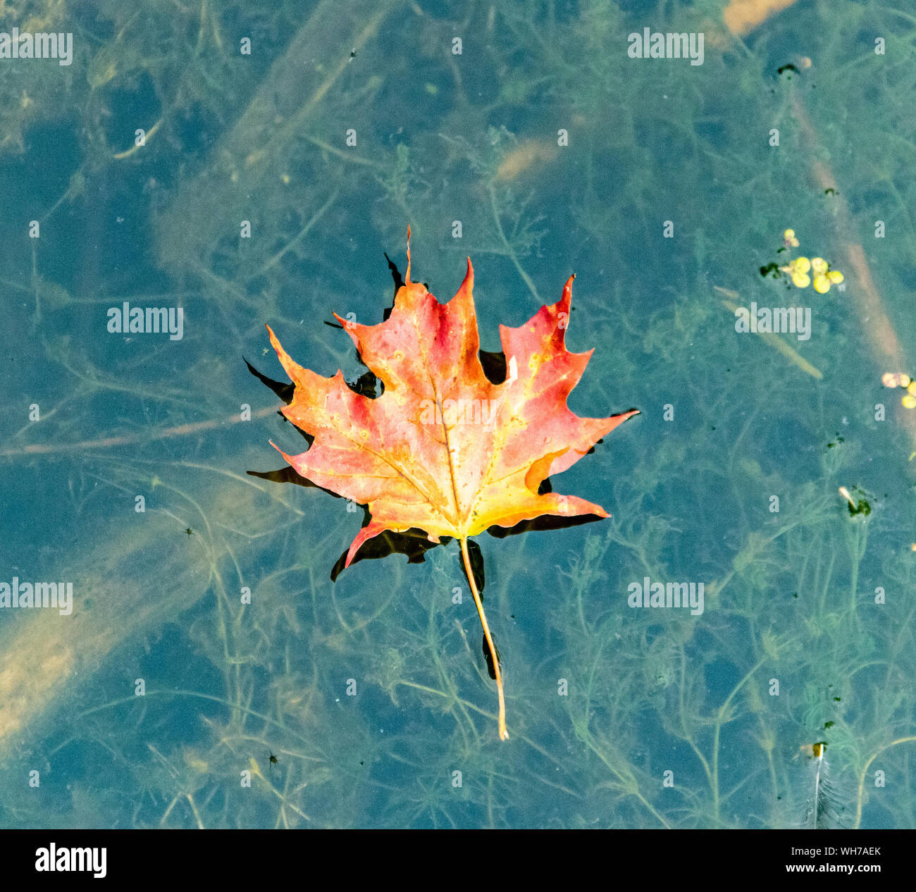 Floating Maple Leaf
