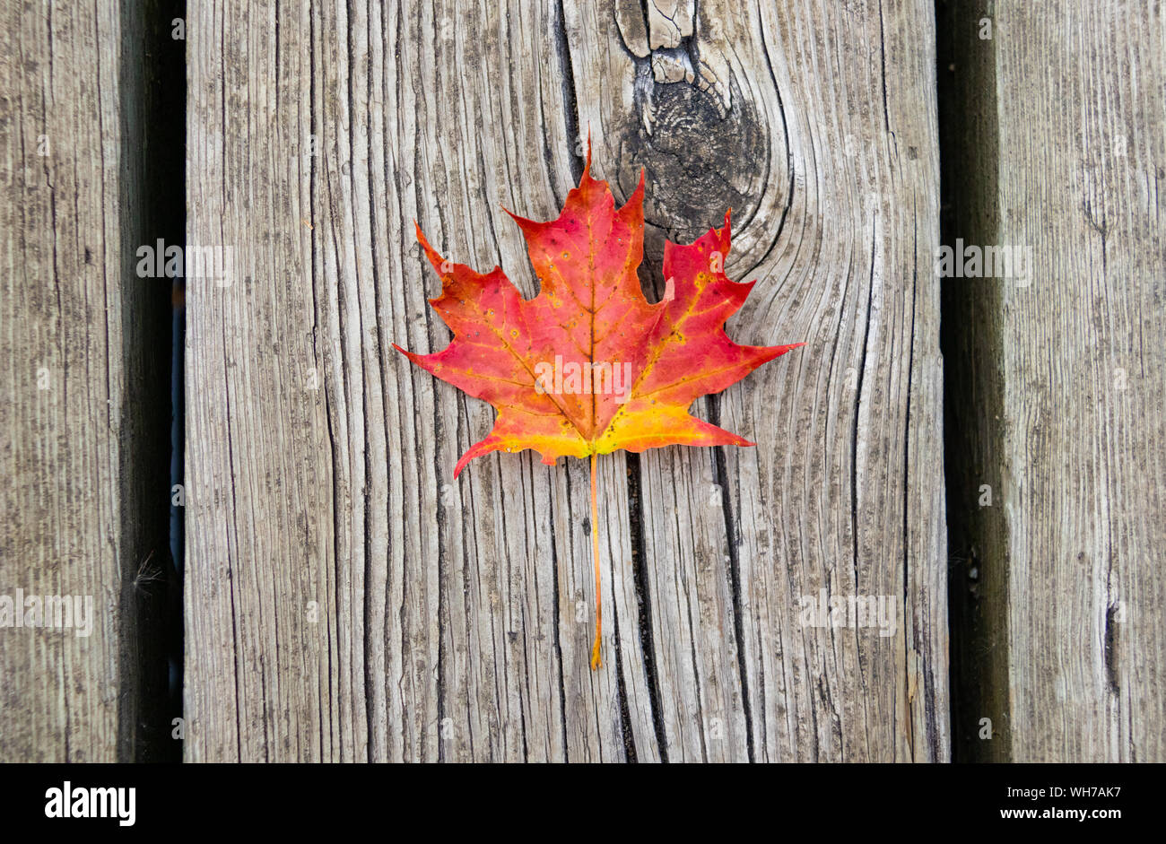 Red maple leaf on vintage wood Stock Photo - Alamy