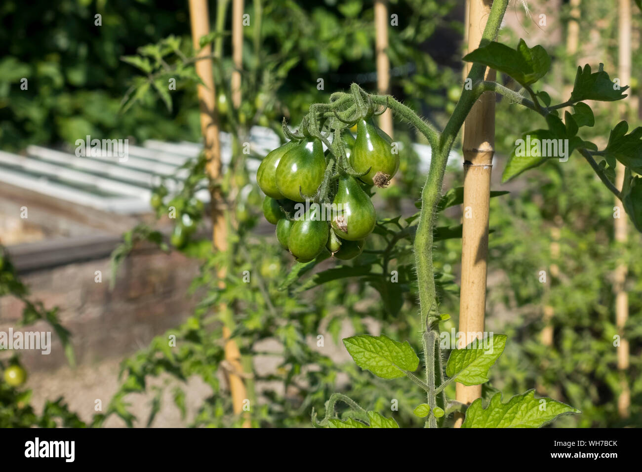 Tomato truss hi-res stock photography and images - Alamy