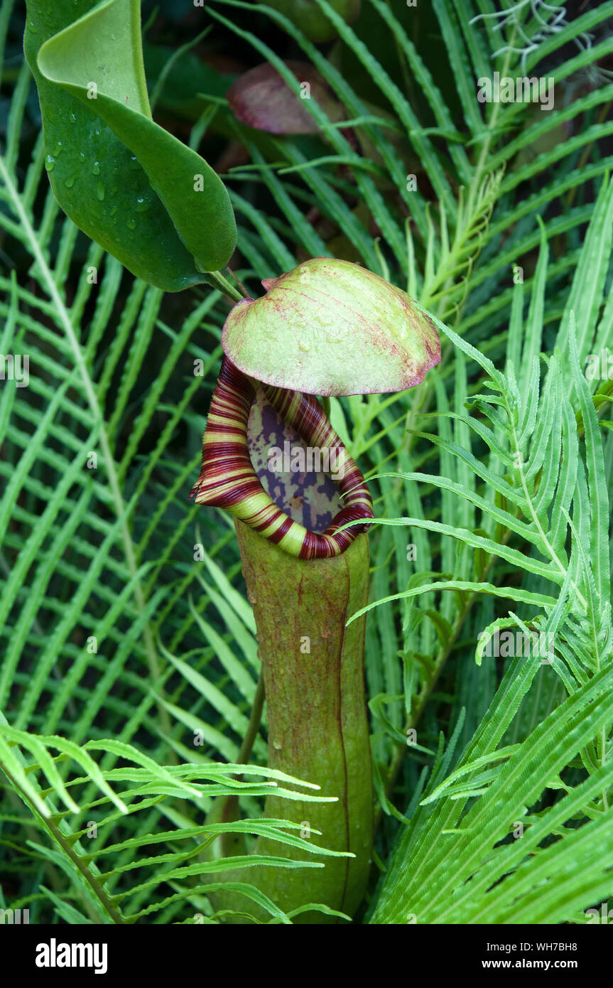 Sydney Australia, Hanging pitcher plant pod hanging among fern leaves ...