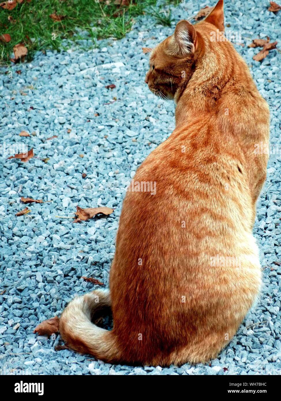 Cat Rear View Sitting High Resolution Stock Photography and Images - Alamy