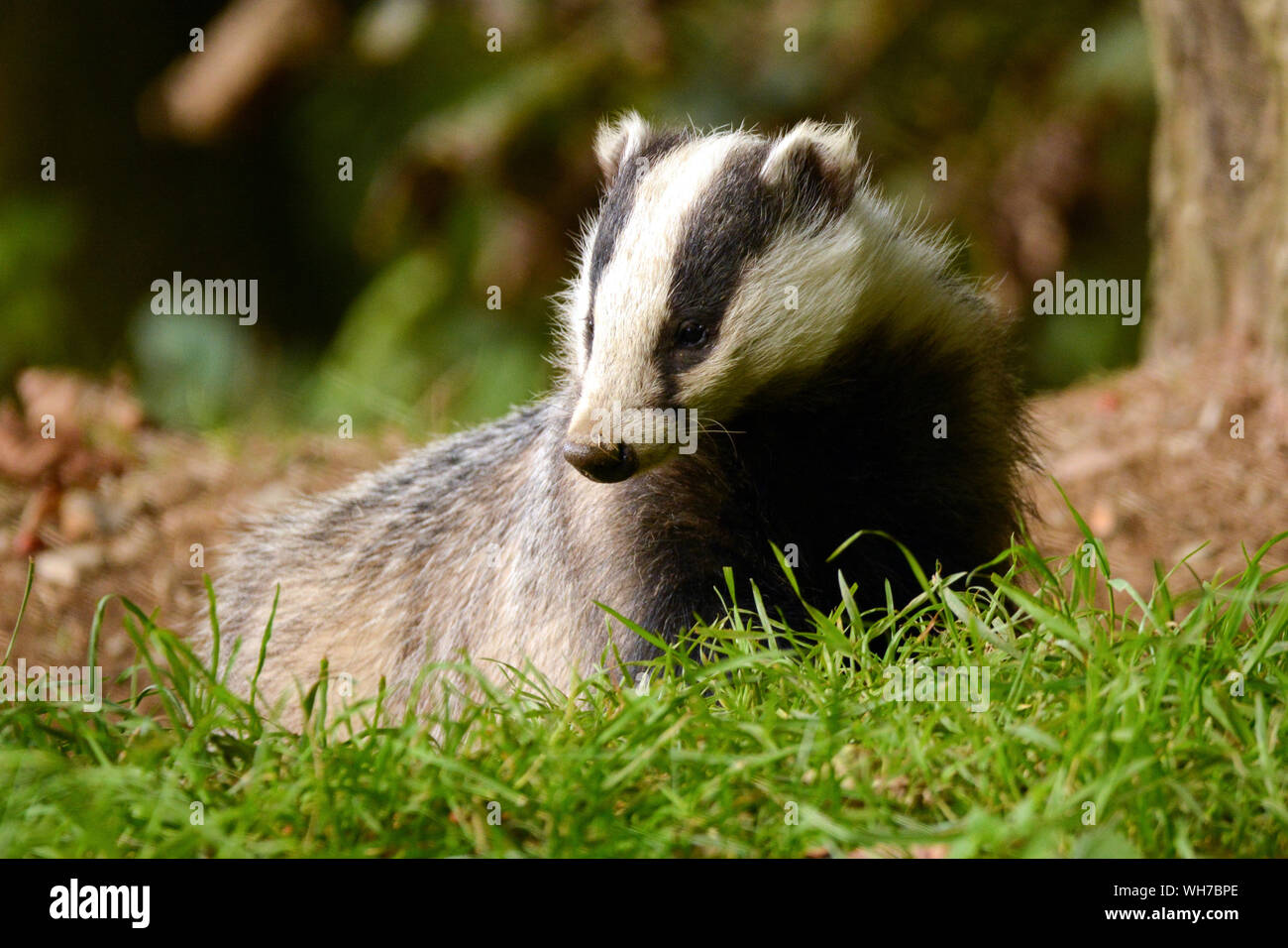 Badgers Sitting High Resolution Stock Photography and Images - Alamy