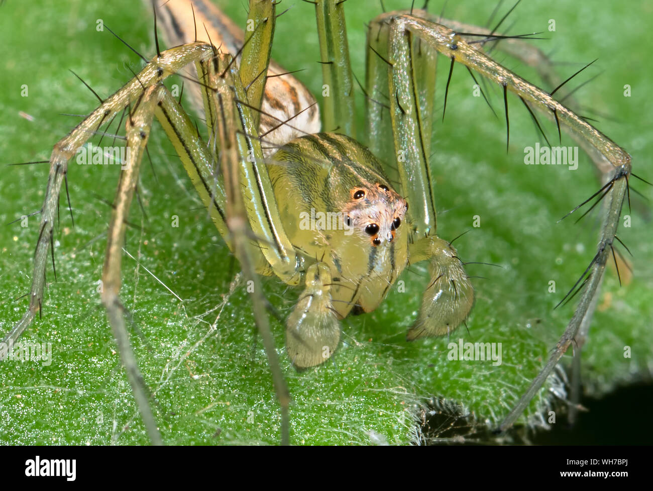 Macro Photography of Green Jumping Spider on Green Leaf Stock Photo - Alamy