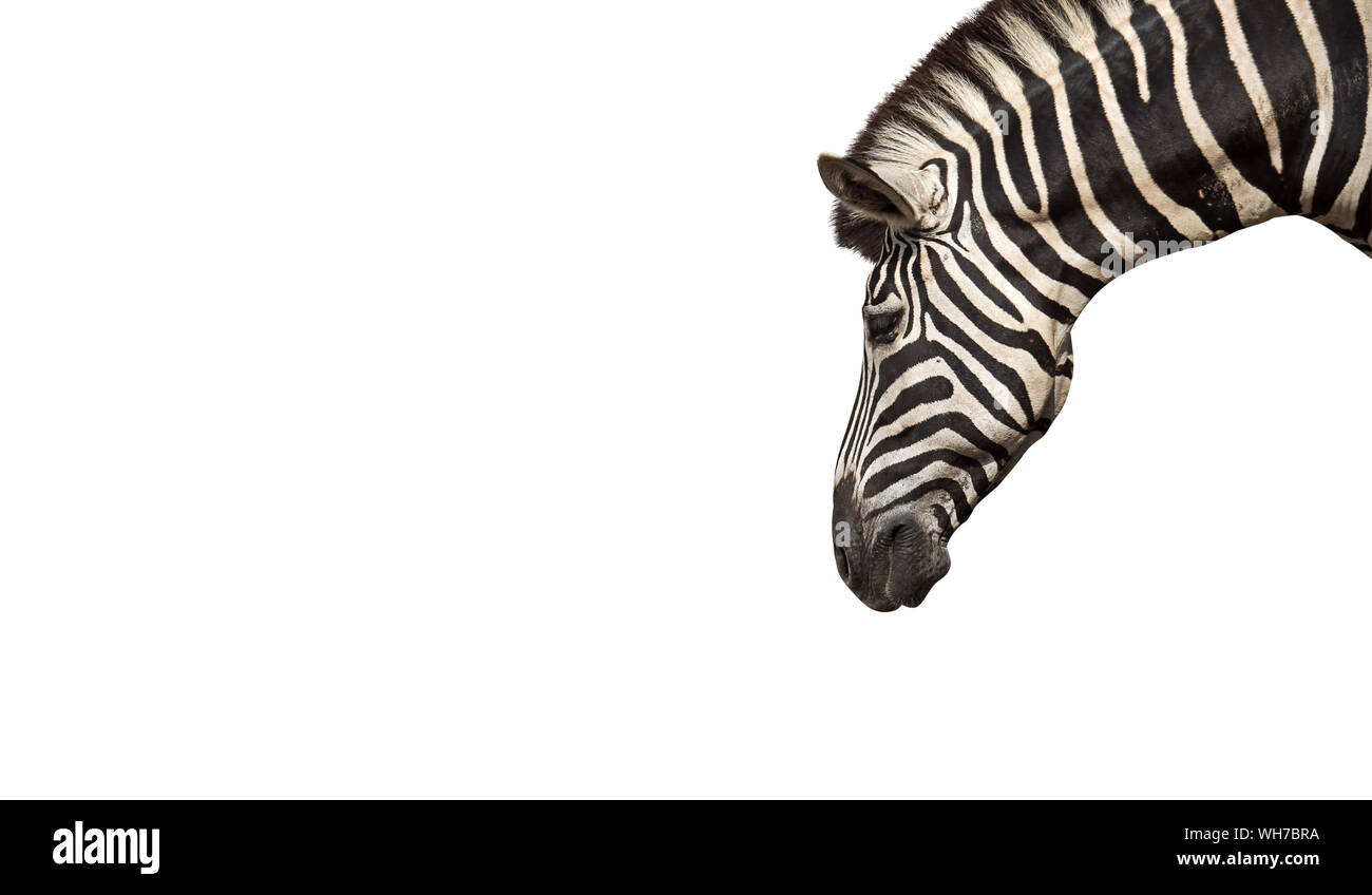 Closeup Head of Zebra Isolated on White Background, Clipping Path Stock ...