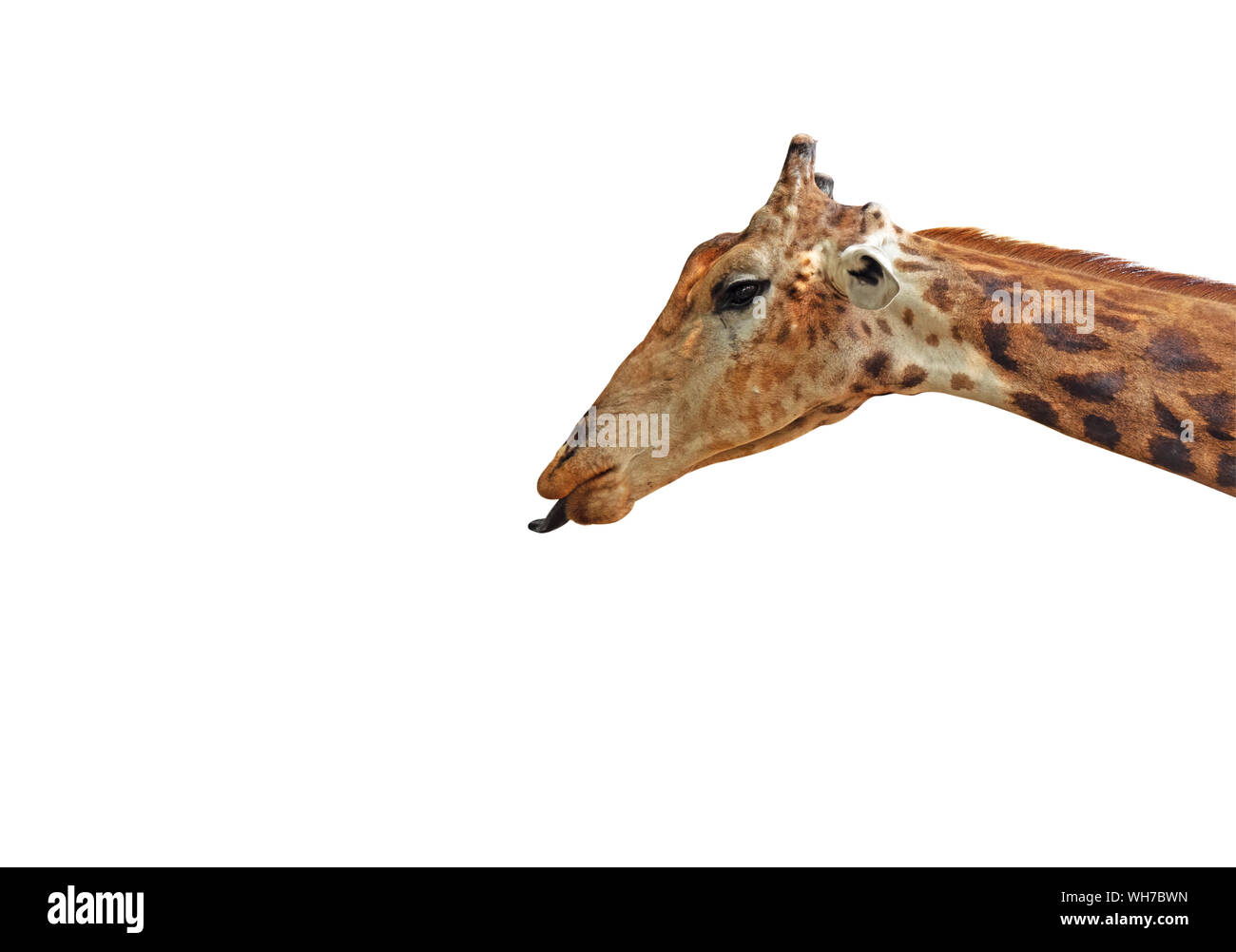 Closeup Funny Giraffe Face Sticking Out Tongue Isolated on White ...