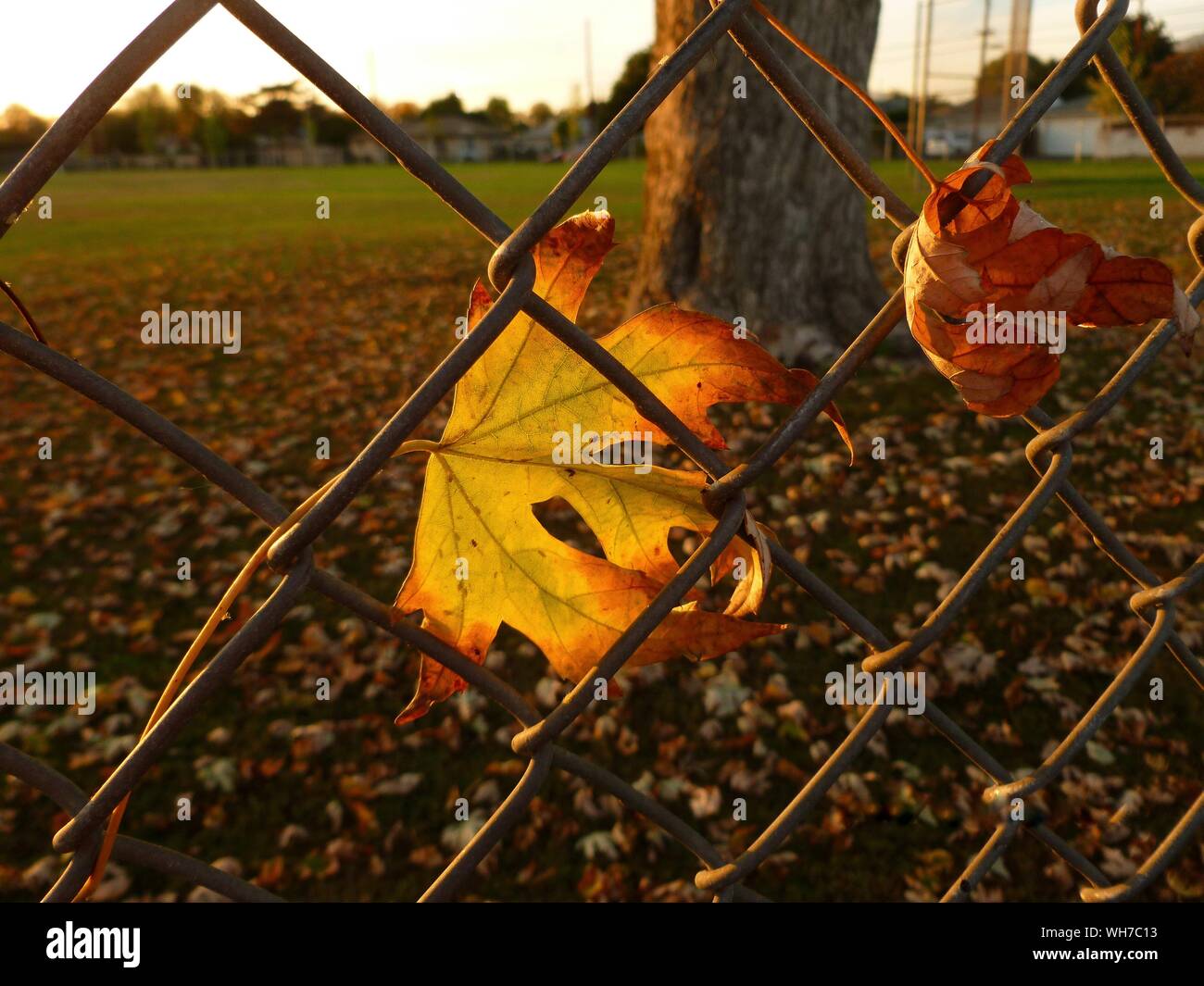 Security fence leaves hi-res stock photography and images - Alamy