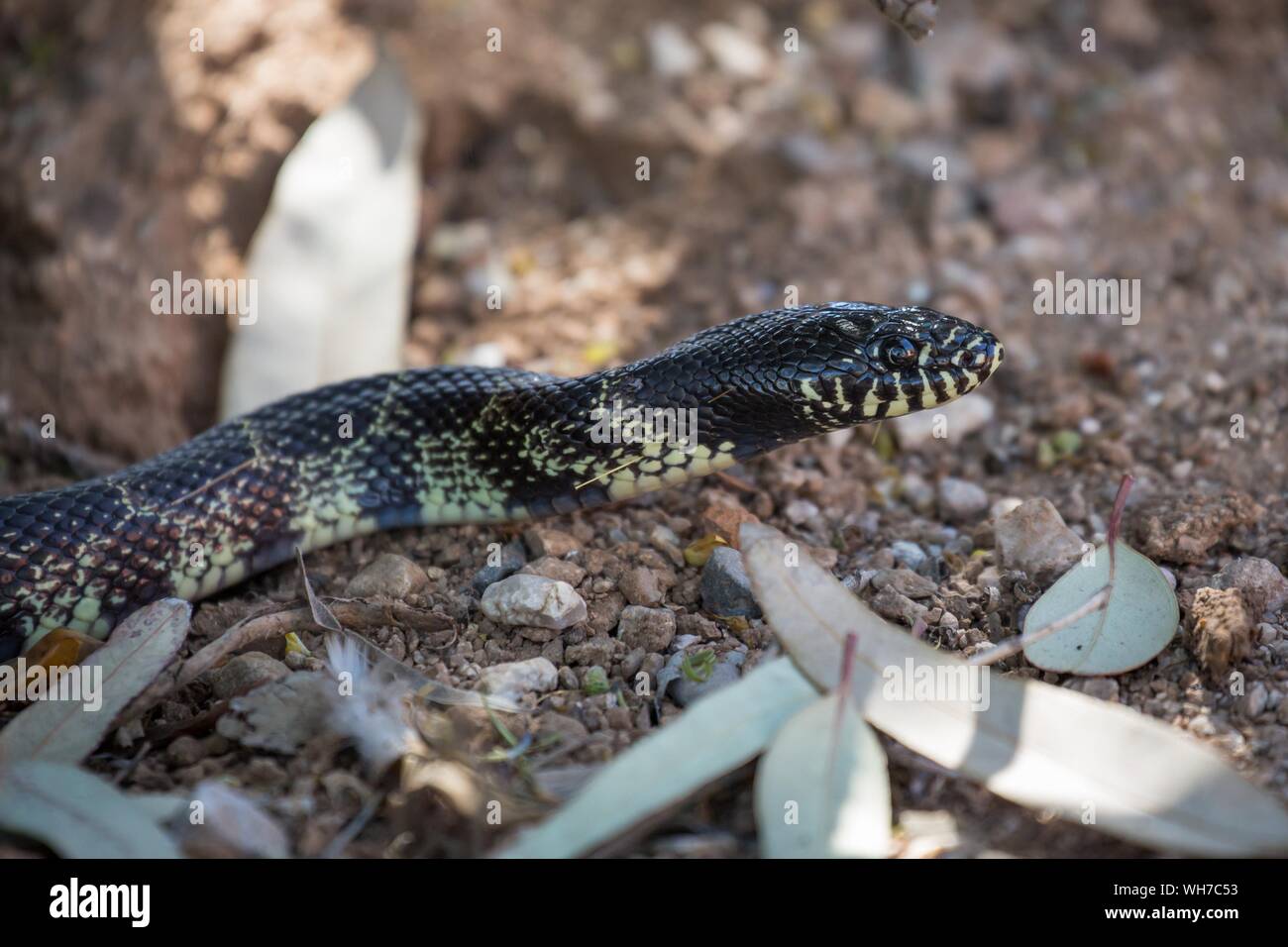 Desert King Snake Arizona