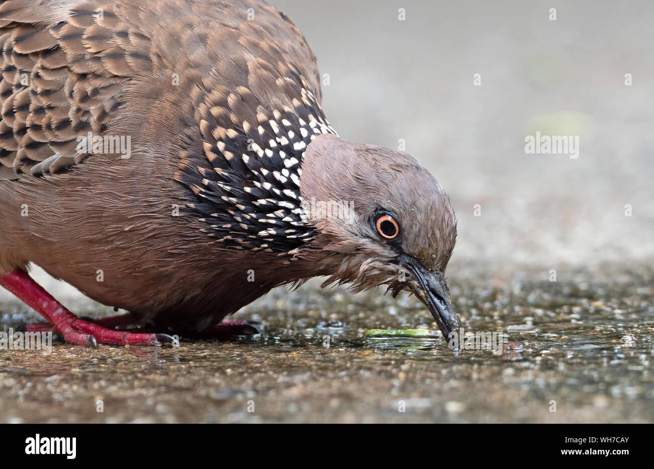 Closeup Spotted Dove Drinking Water on The Ground Stock Photo - Alamy
