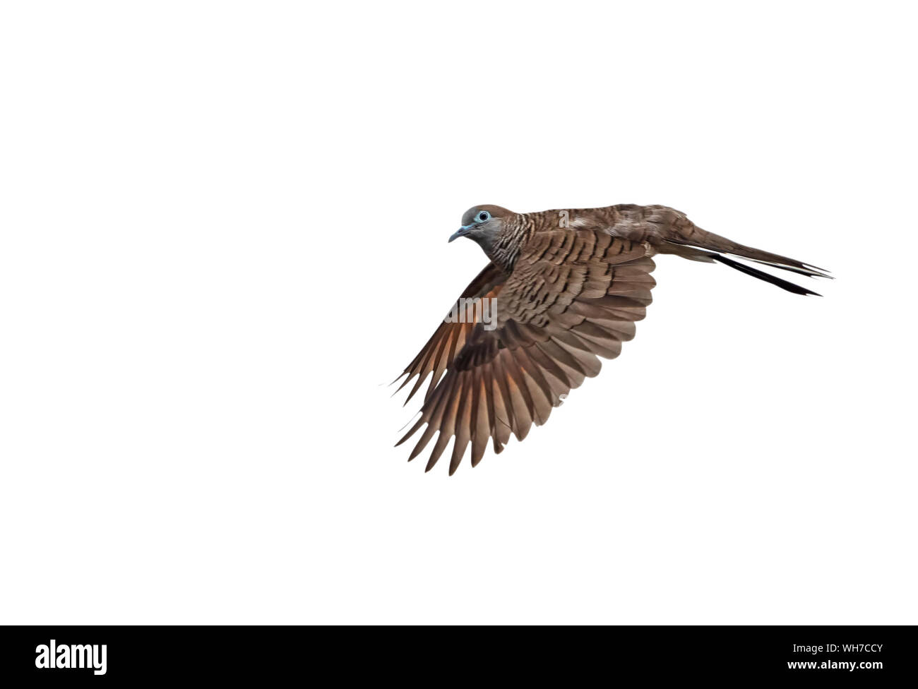Movement Scene of Zebra Dove Flying in The Air Isolated on White ...