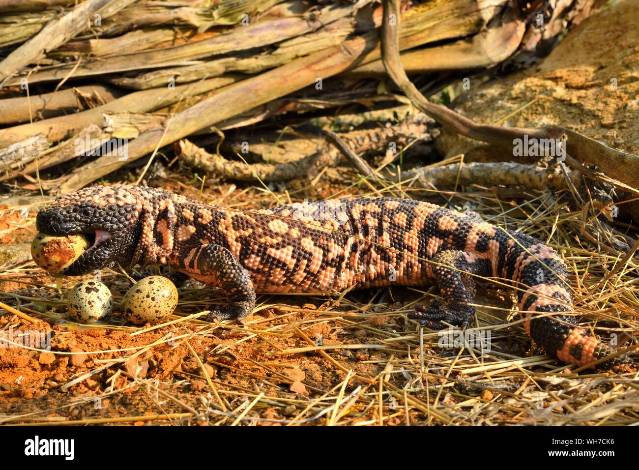 Gila Monster Eggs