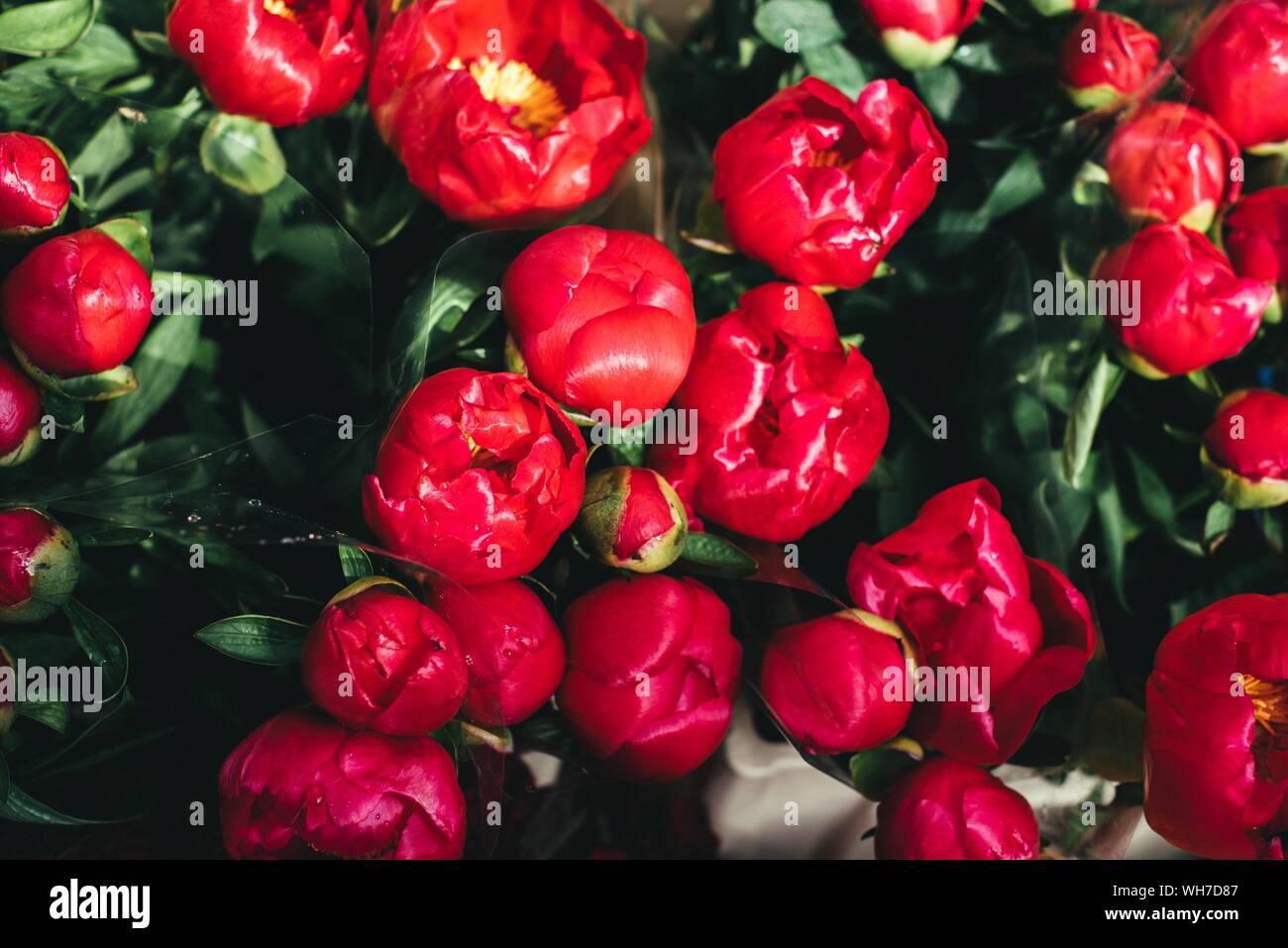 Close up peonies hi-res stock photography and images - Alamy