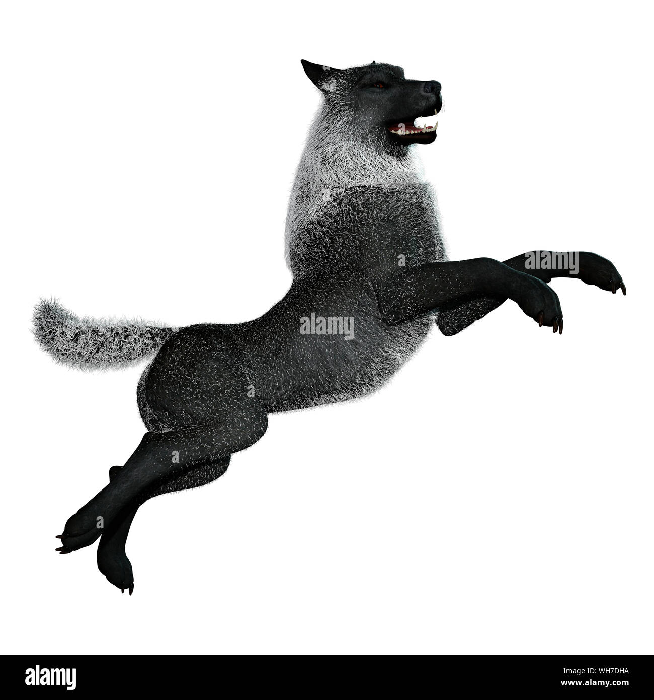 3D rendering of a black wolf isolated on white background Stock Photo ...