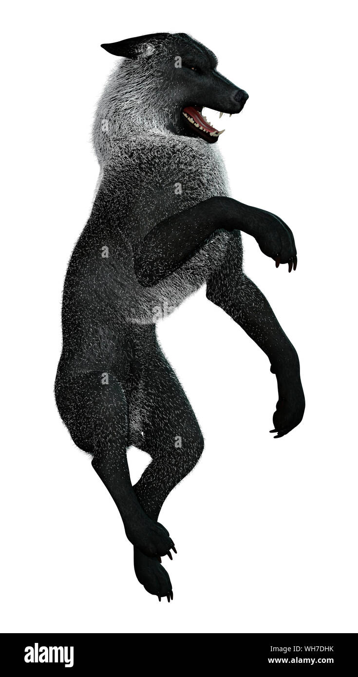 3D rendering of a black wolf isolated on white background Stock Photo ...