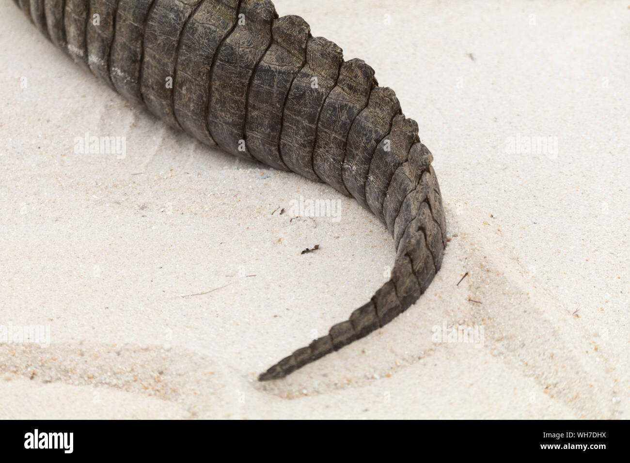 Alligator tail hi-res stock photography and images - Alamy