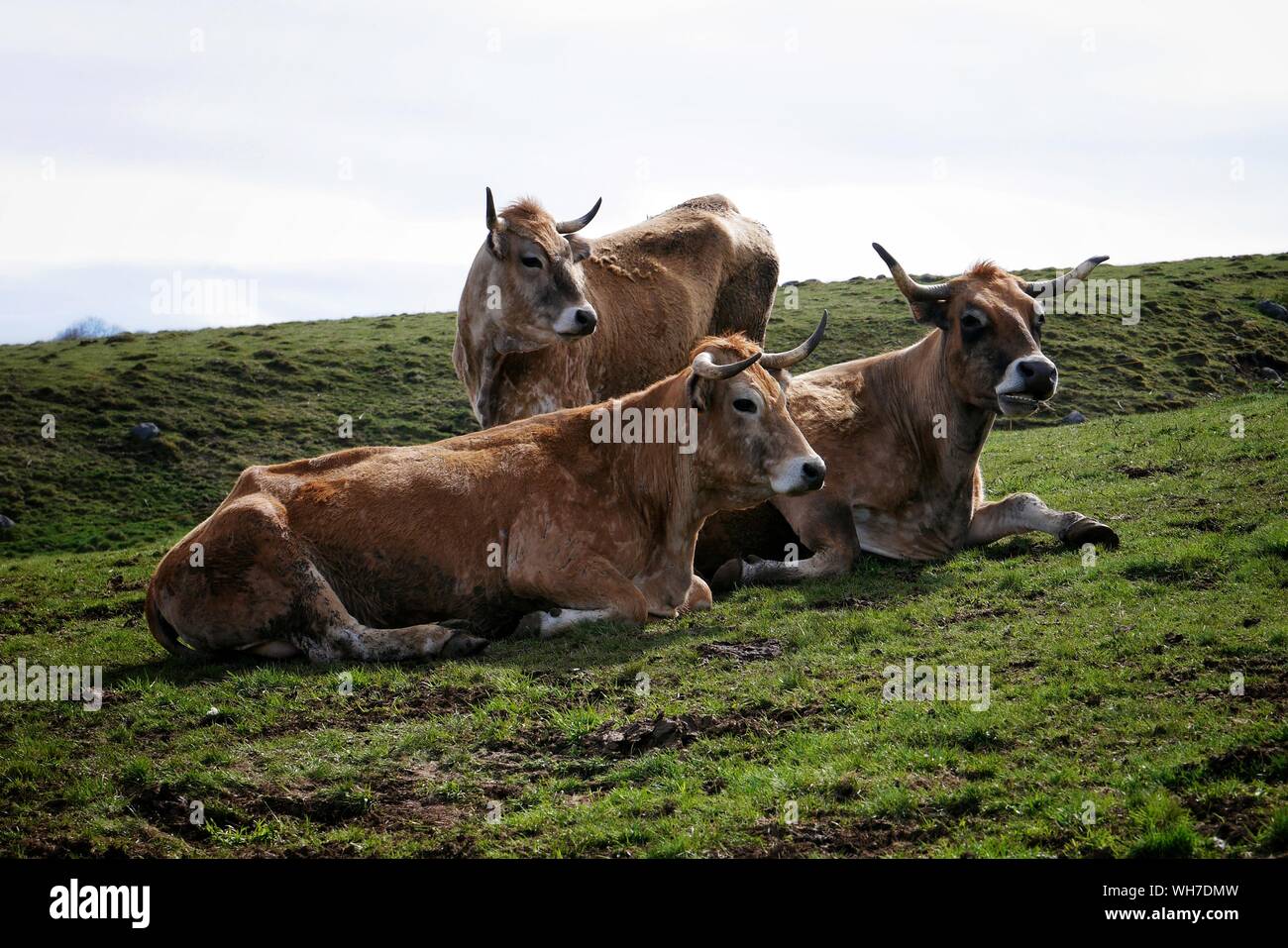 Three portraits hi-res stock photography and images - Alamy