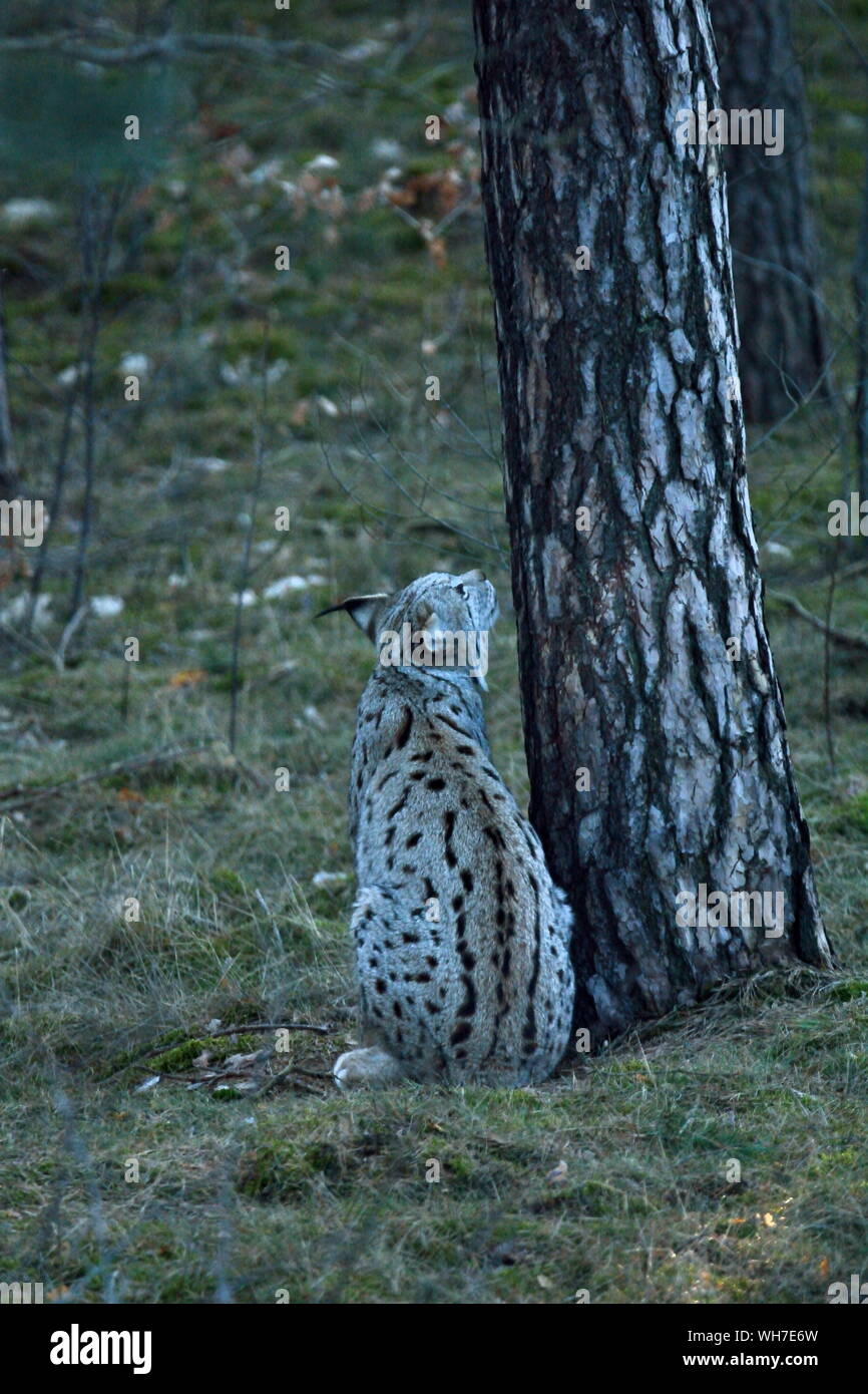 Lynx in tree hi-res stock photography and images - Alamy