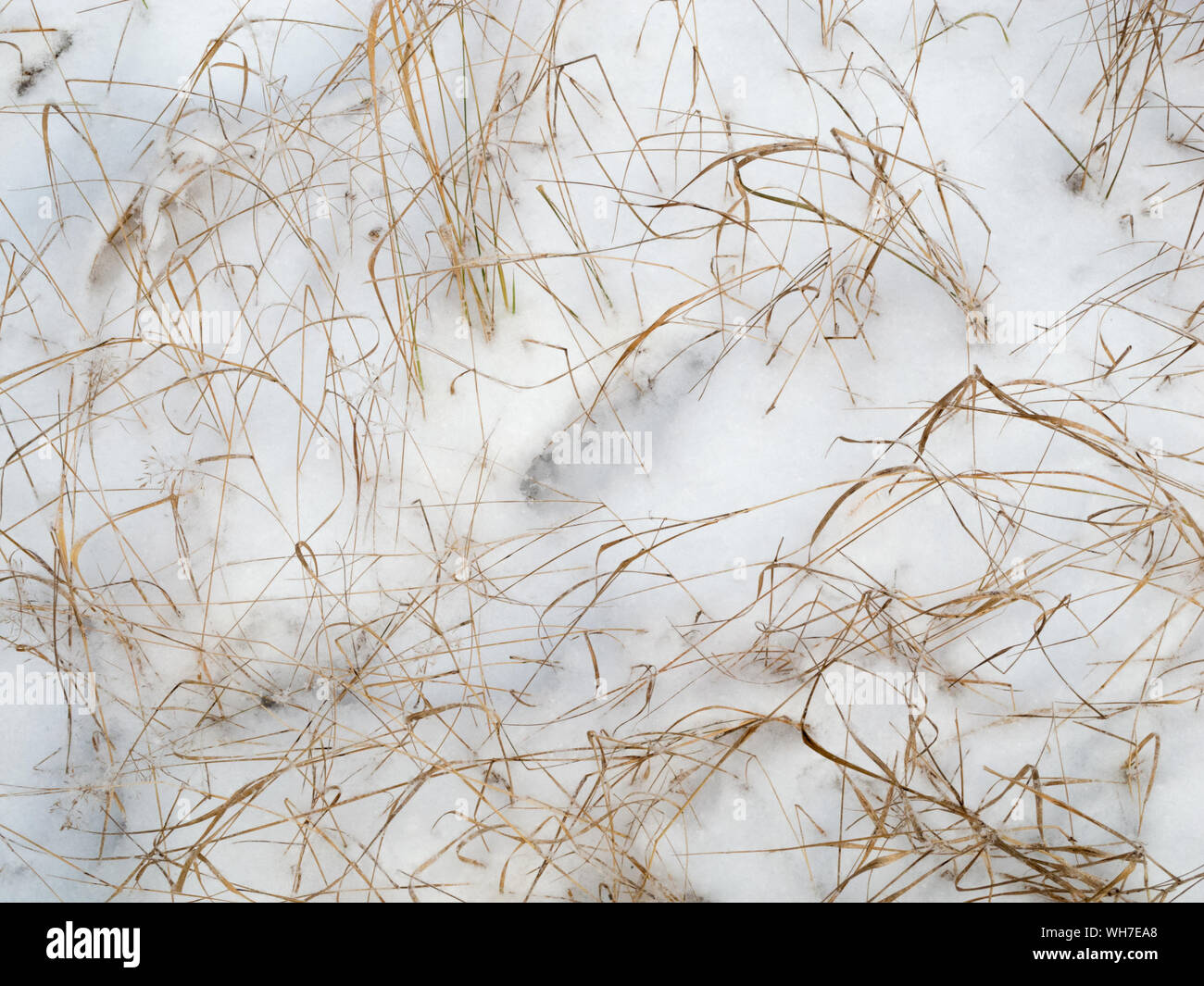 Dry grass covered in snow Stock Photo - Alamy