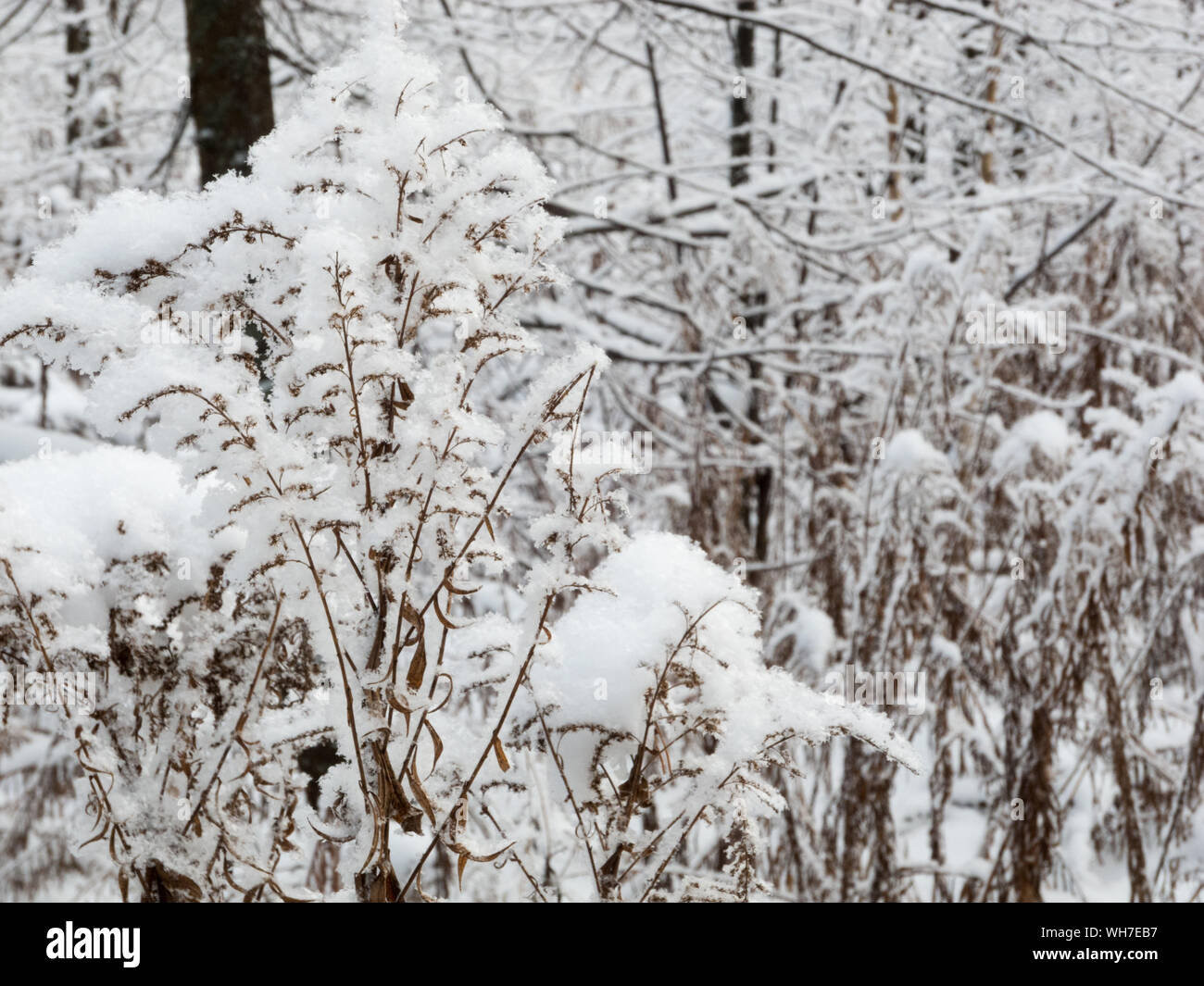 Grass covered in snow hi-res stock photography and images - Alamy