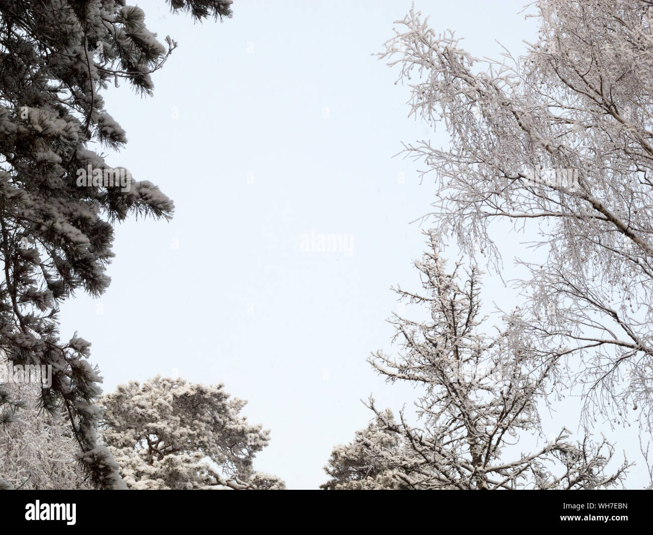 Winter landscape. Treetops against the sky Stock Photo - Alamy