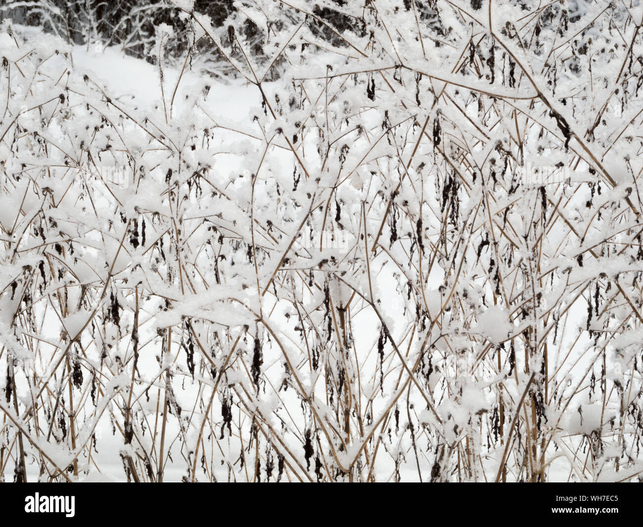 Grass covered in snow hi-res stock photography and images - Alamy