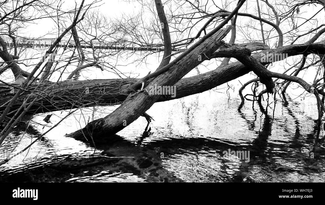 Dead trees in river hi-res stock photography and images - Alamy