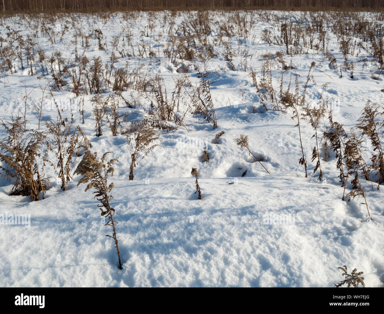 Grass covered in snow hi-res stock photography and images - Alamy