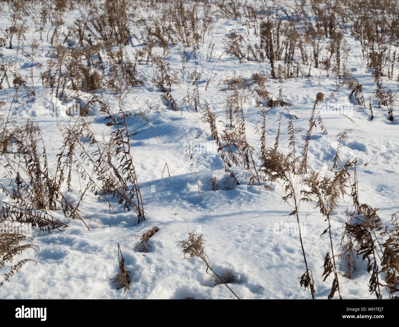 Winter landscape dry grass hi-res stock photography and images - Alamy