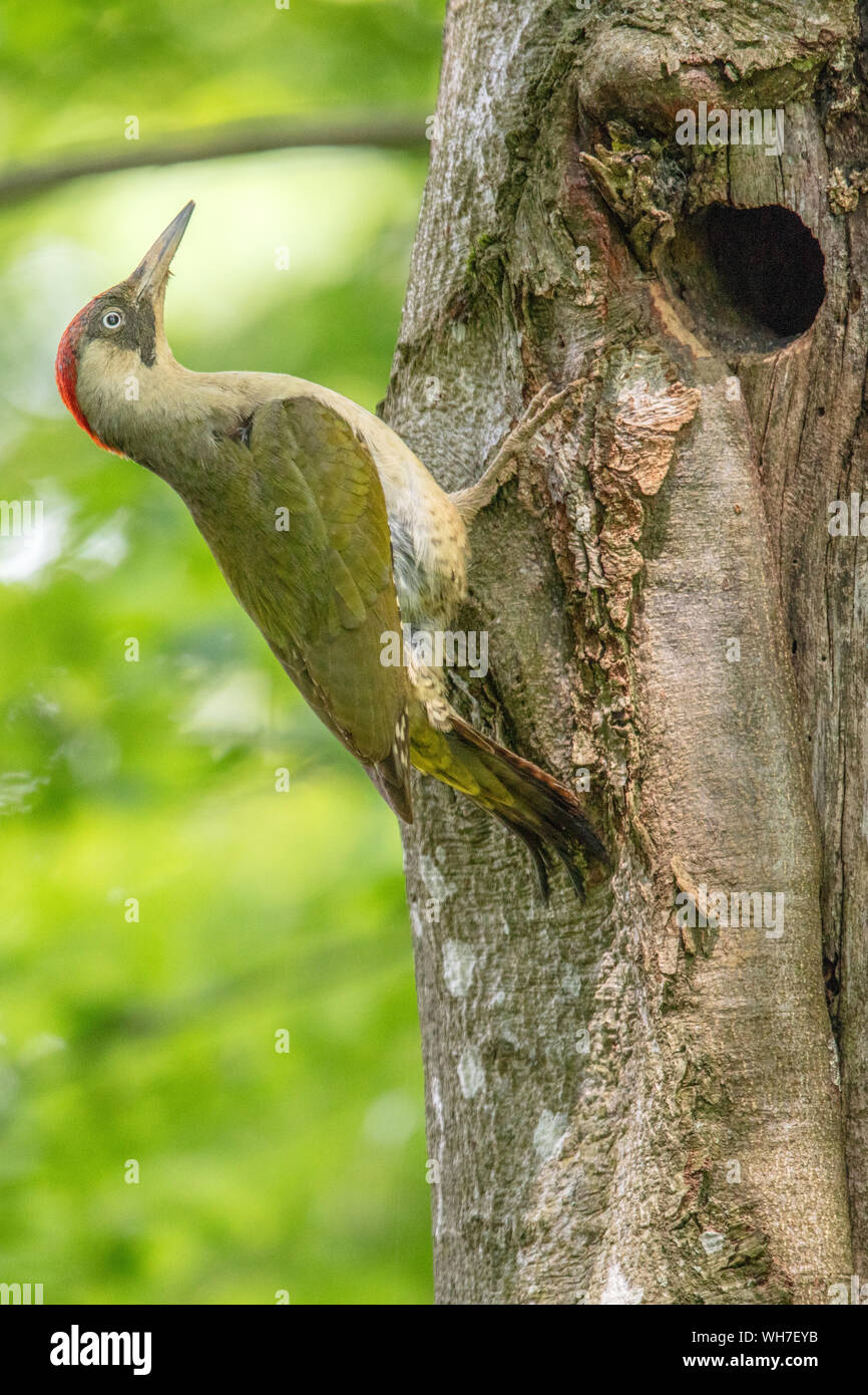 Nature, Switzerland, Wild, Woodpecker, Bird, Picus viridis Stock Photo ...
