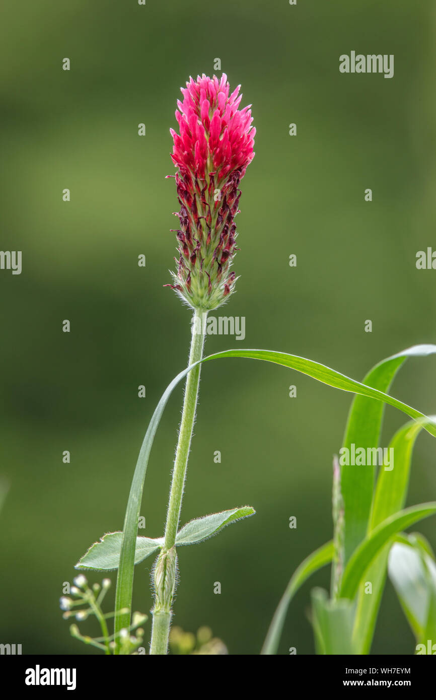 Italian Clover High Resolution Stock Photography and Images - Alamy