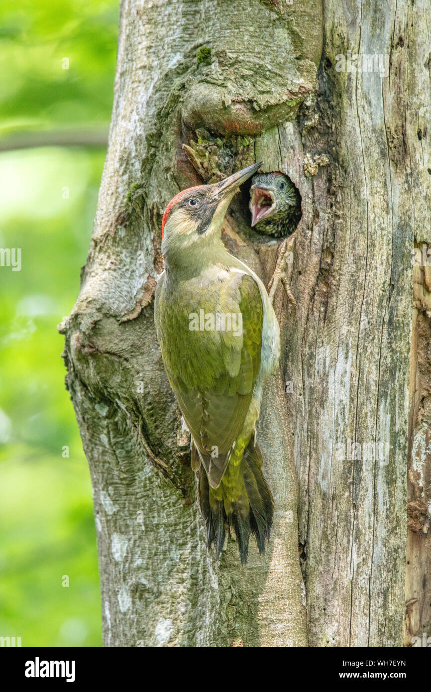 Nature, Switzerland, Wild, Woodpecker, Bird, Picus viridis Stock Photo ...