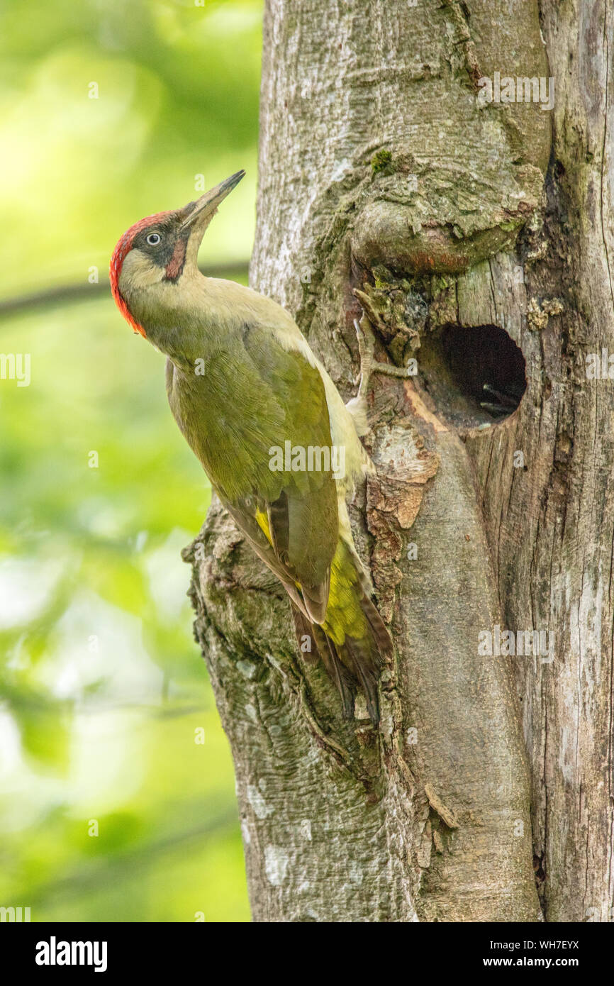 Nature, Switzerland, Wild, Woodpecker, Bird, Picus viridis Stock Photo ...