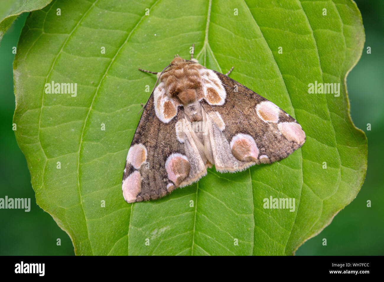Peach moth hi-res stock photography and images - Alamy