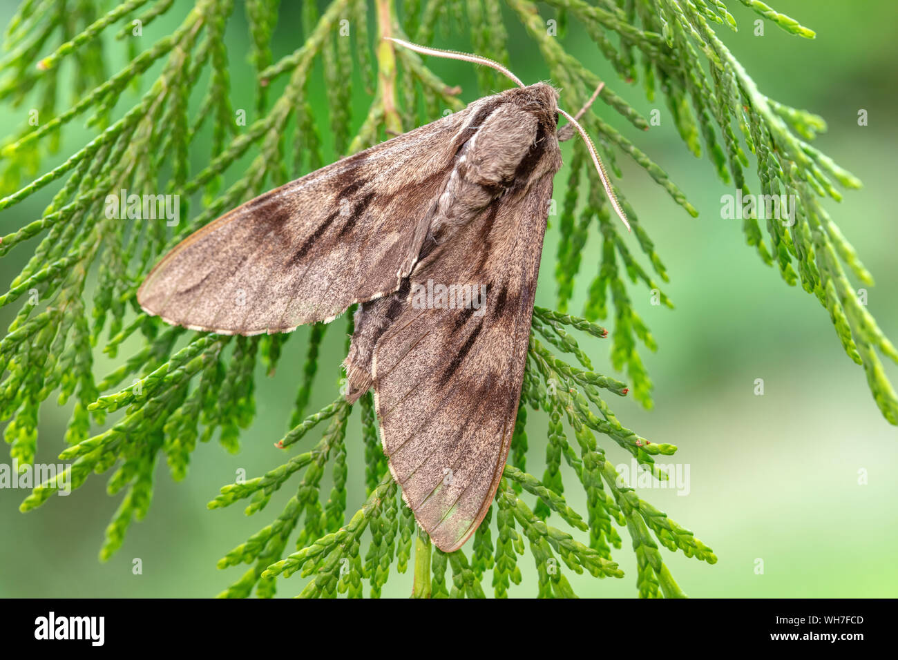 Sphinx pinastri, Switzerland, Insect, Moth, pine hawk-moth, Hawk Moth ...