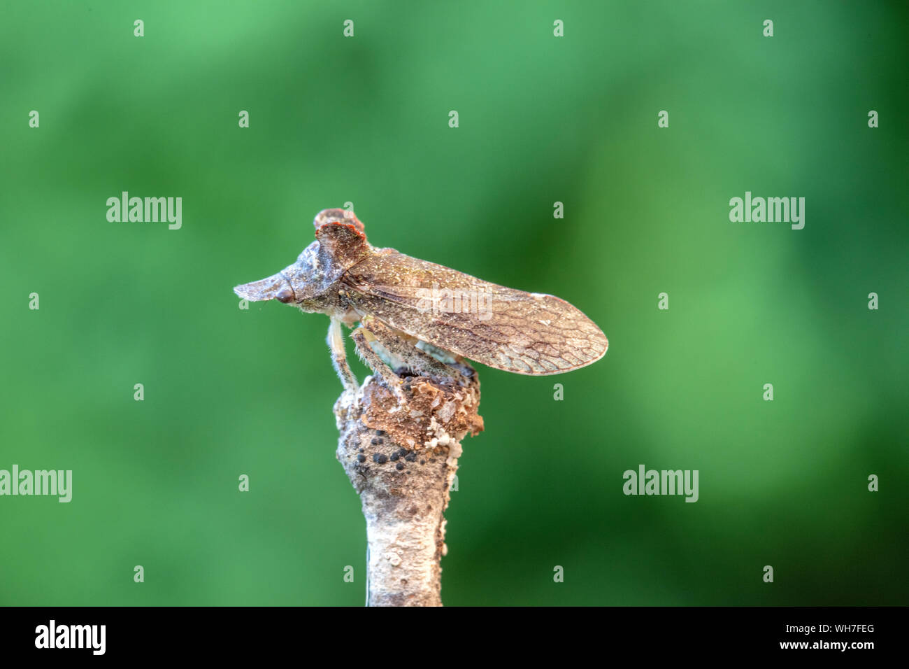 Auchenorrhyncha hi-res stock photography and images - Alamy