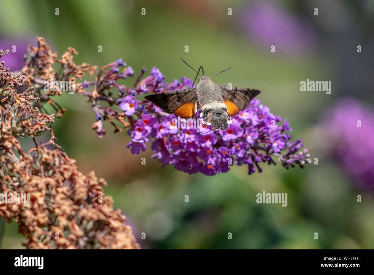 Haw moth hi-res stock photography and images - Alamy