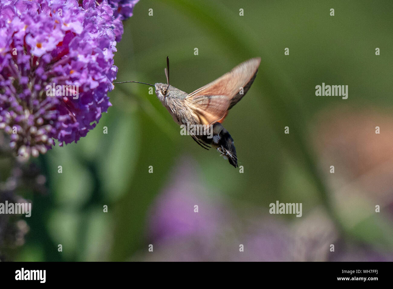 Haw moth hi-res stock photography and images - Alamy