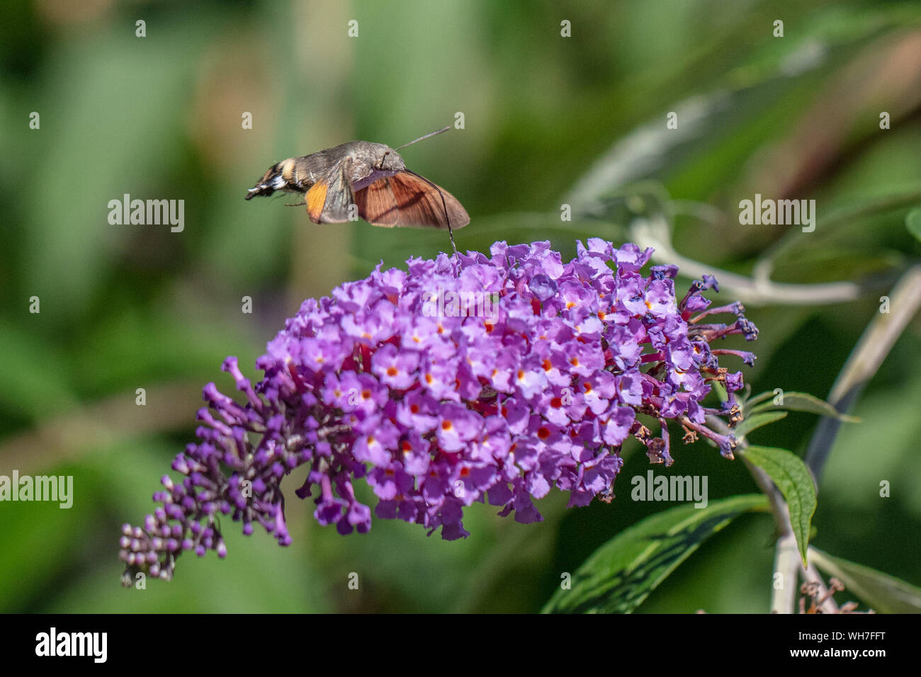 Haw moth hi-res stock photography and images - Alamy