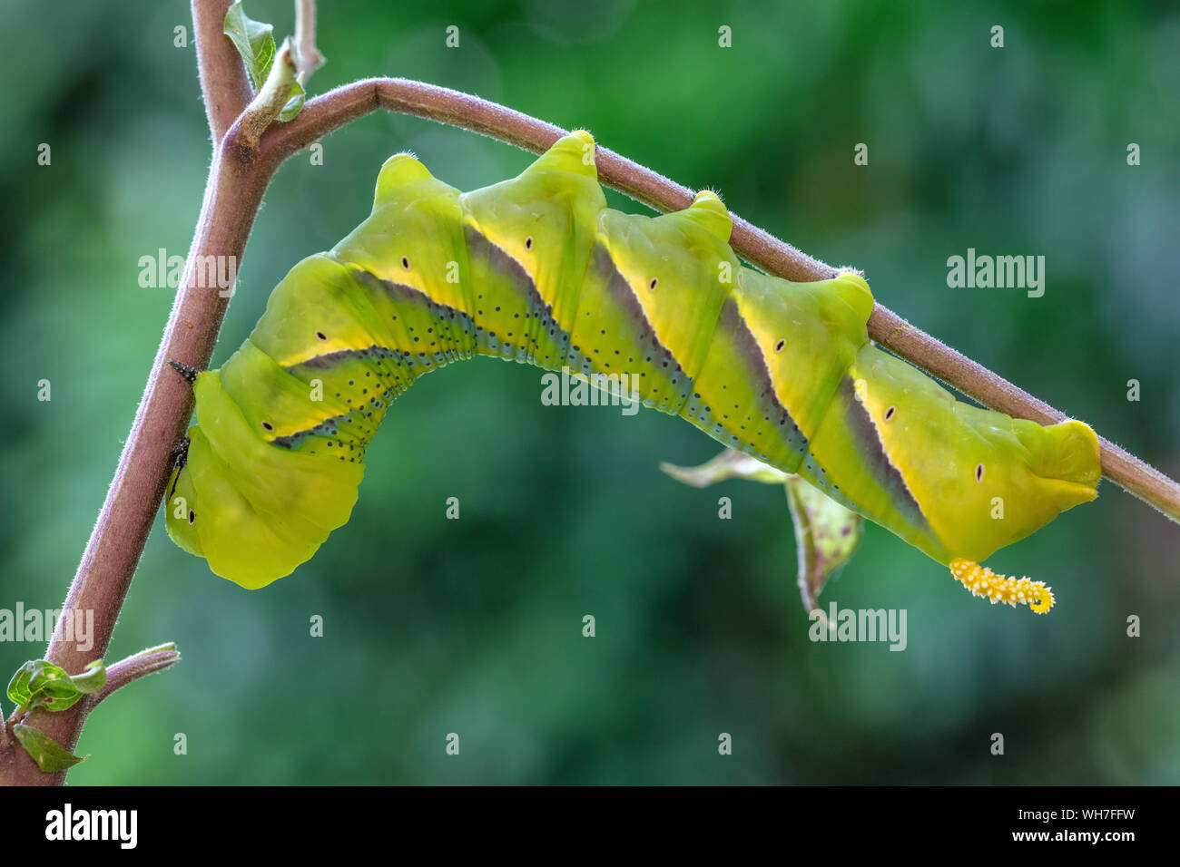 death's-head hawkmoth, Acherontia atropos, Switzerland, Nature, Insect ...