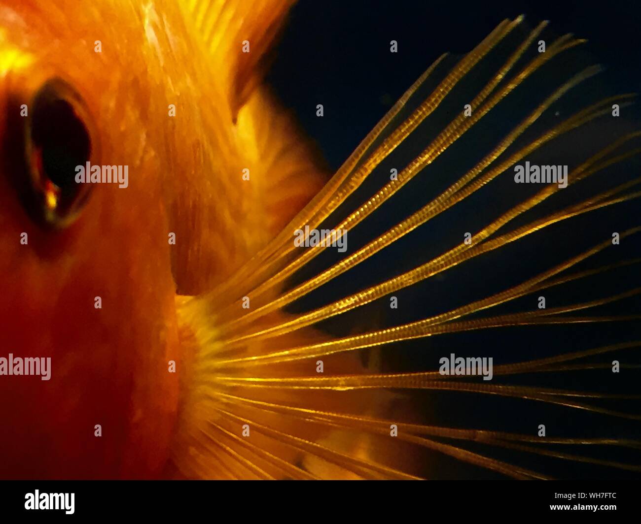 Gold fish hi-res stock photography and images - Alamy