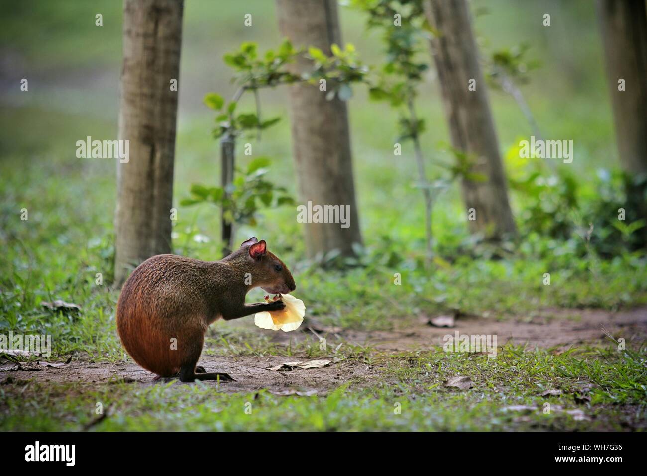 Agouti in the wild hi-res stock photography and images - Alamy